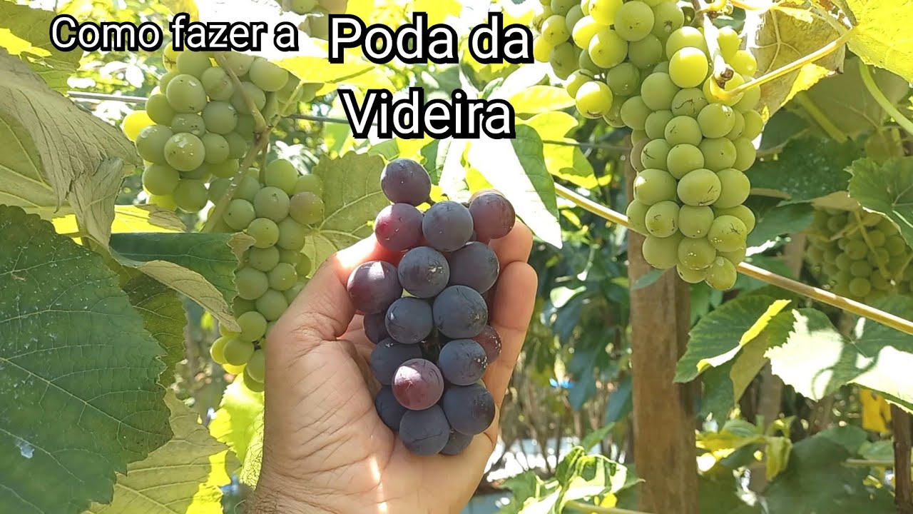 Como Fazer a Poda da Videira passo a passo - YouTube