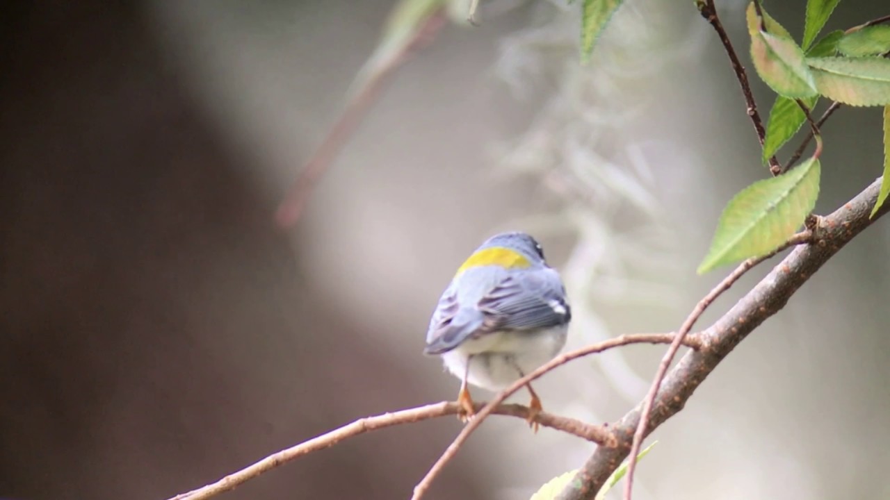 Two minutes with a Northern Parula - YouTube