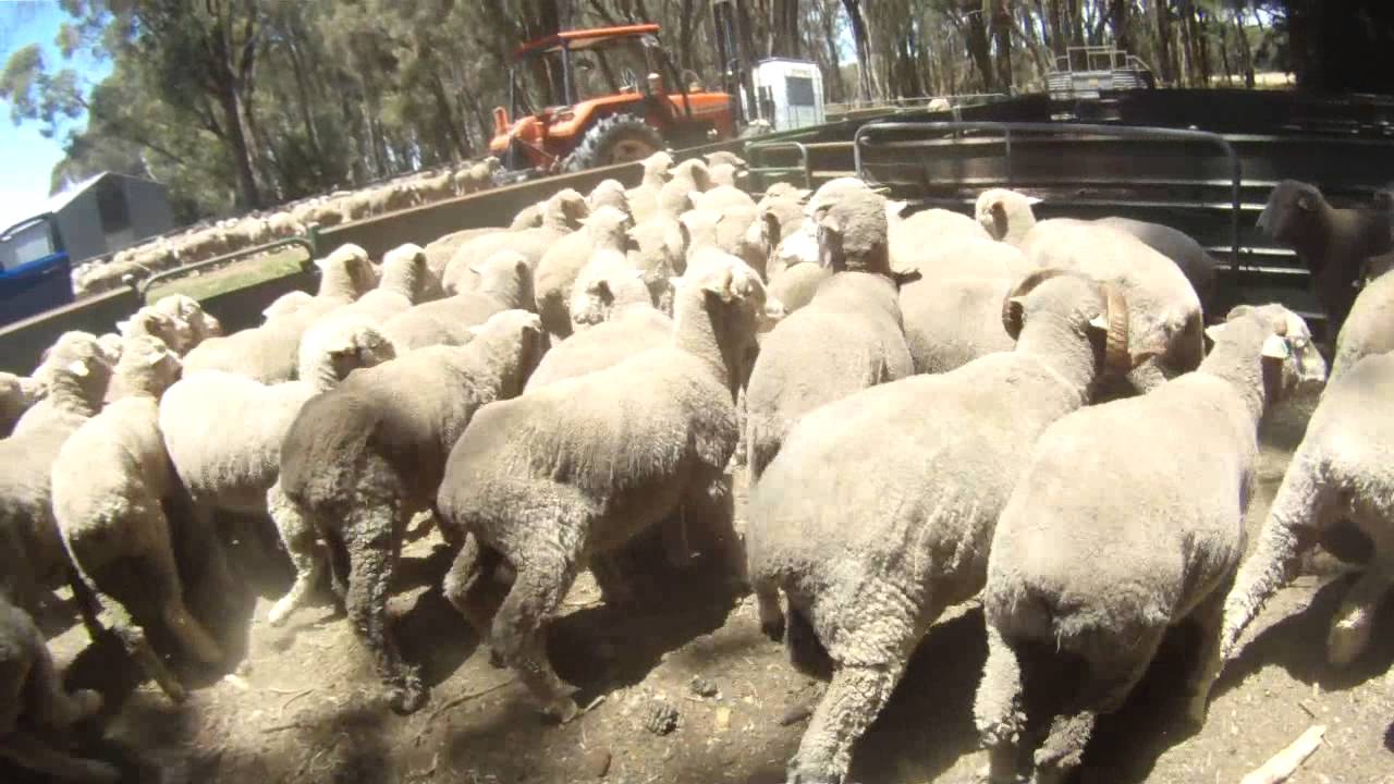 Foot Bathing Sheep December 2015 - YouTube
