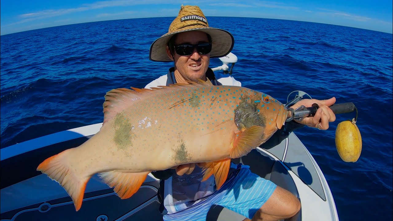 TATTOOED CORAL TROUT?! - Big coral trout, sweetlip and gold spot cod ...