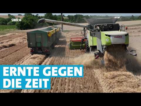 „Regionaler geht es gar nicht“: So läuft die Weizenernte in der Südpfalz