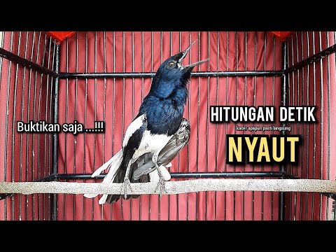 SUARA BURUNG kacer gacor NGEPLONG tarung ini paling ampuh buat PANCINGAN KACER agar EMOSI NYAUT