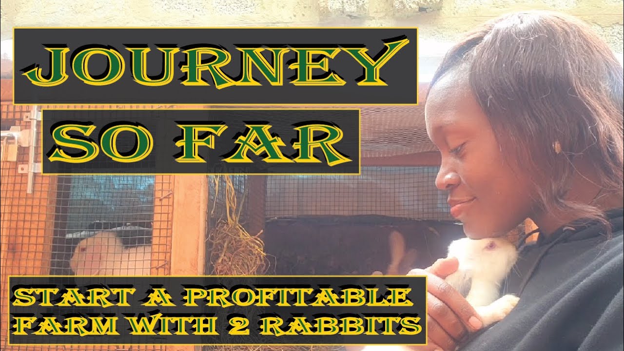 The Journey So Far (Start Rabbit Farm with Just 2 Rabbits) - Animal ...