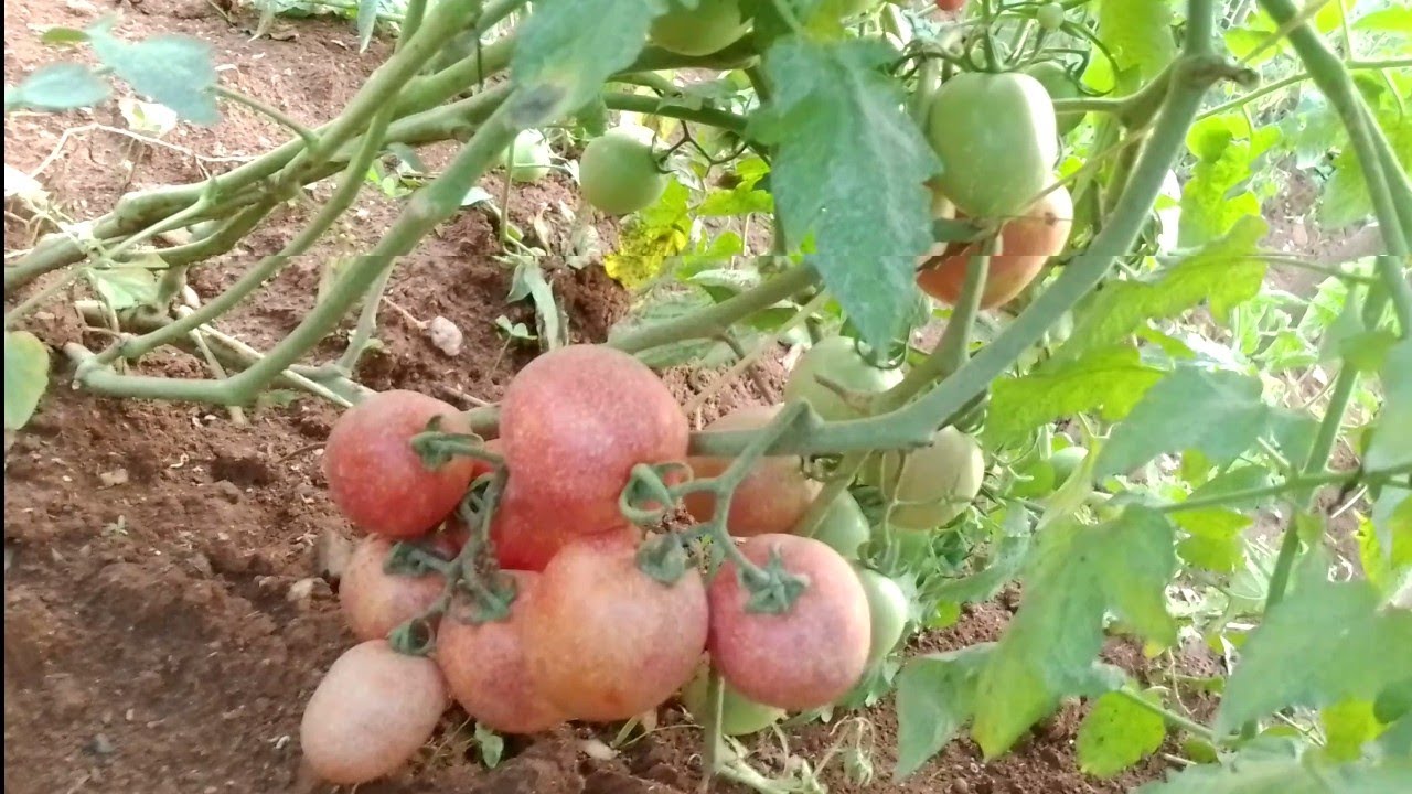 Growing Tomatoes BAWITO F1 - YouTube
