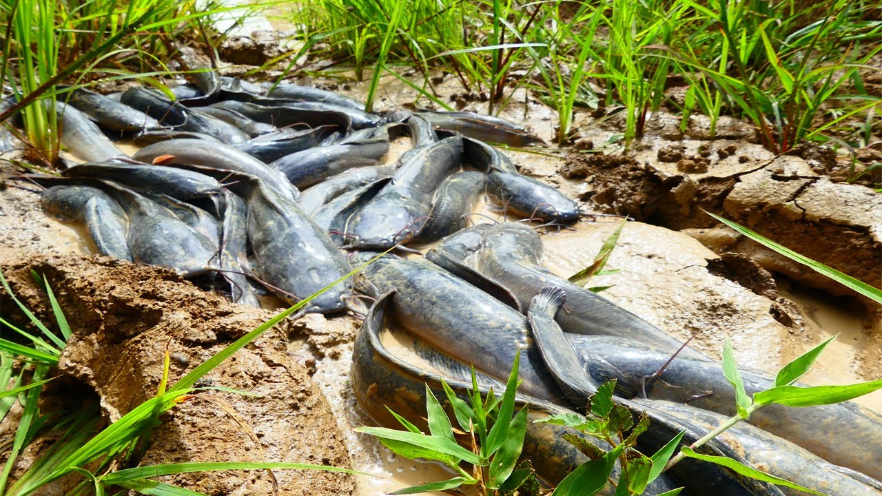 Wow Amazing Fishing! A Lot Of fish In My Village, A Fisherman Catch ...