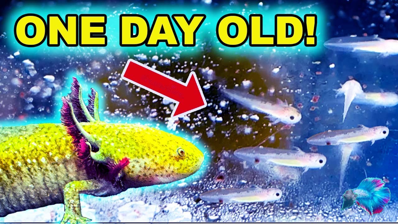 BABY AXOLOTLS HATCHING! Axolotl Care & Setup - YouTube