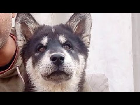 Can a Husky survive in Pakistan? | Siberian Husky Dog Breed Information ...