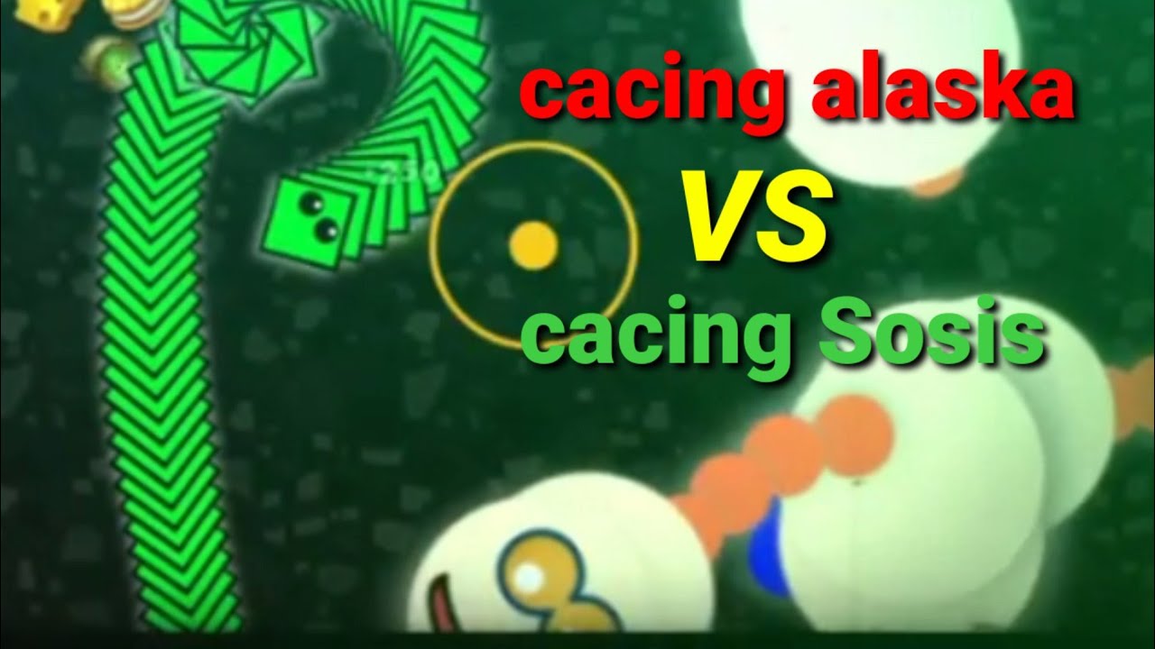 Cacing Alaska Berburu Cacing Sosis Viral - YouTube