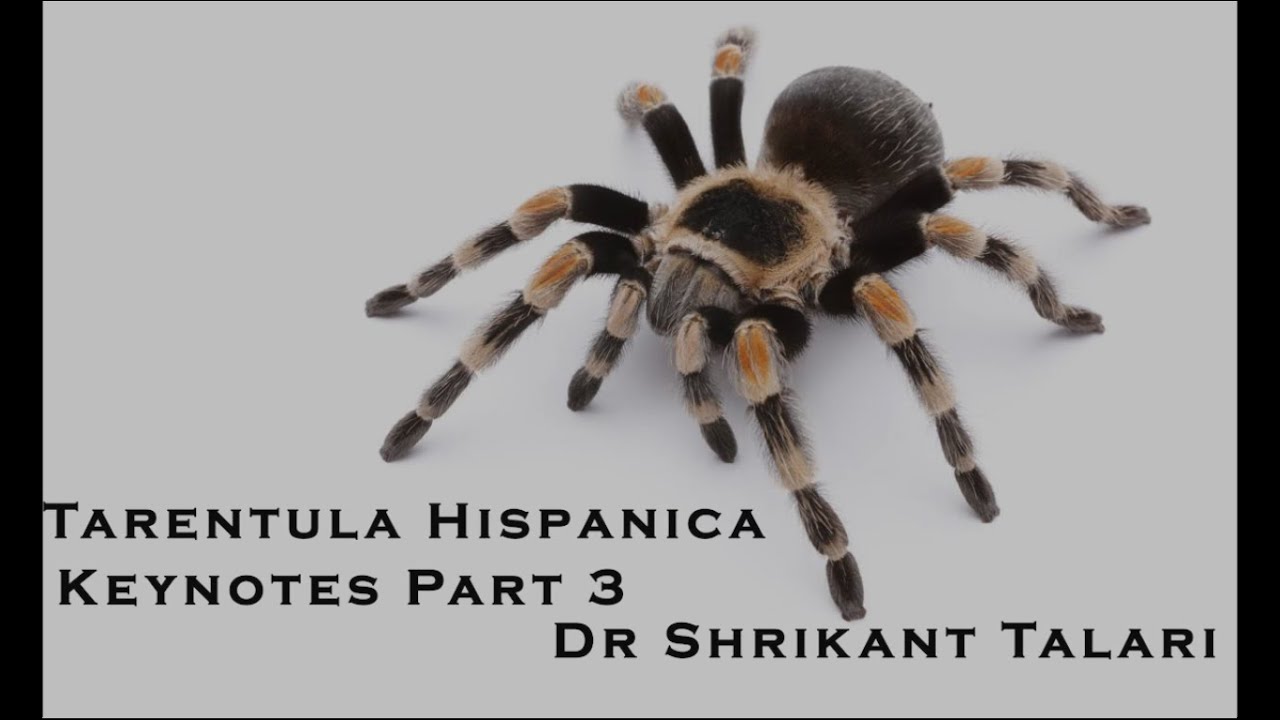 Tarentula Hispanica | Keynotes Part 3 | Dr Shrikant Talari - YouTube