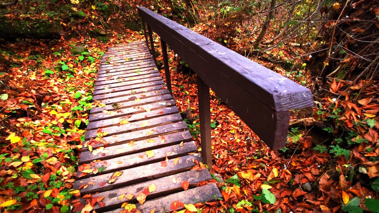 Relic Forest — Celtic | Acoustic | Mandolin | Folk | Autumn | Hiking ...