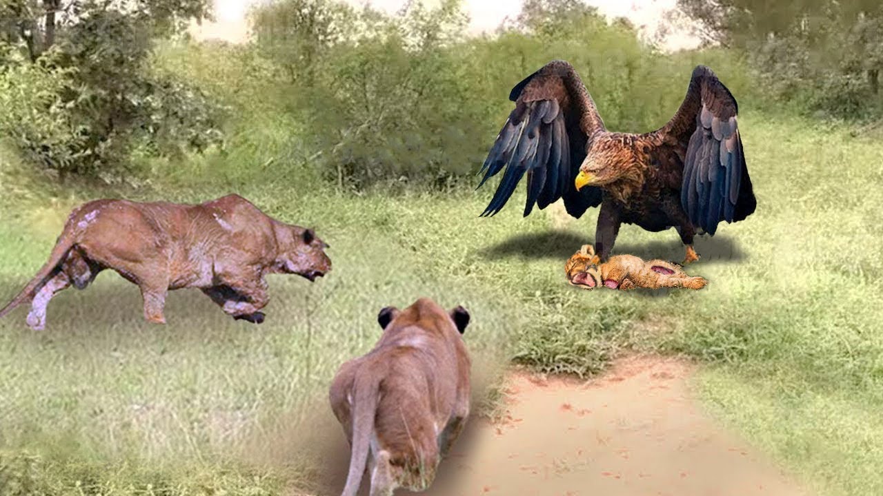 11 Moments Eagle Catched Cub Before Mother Lion Arrived And The Eding ...