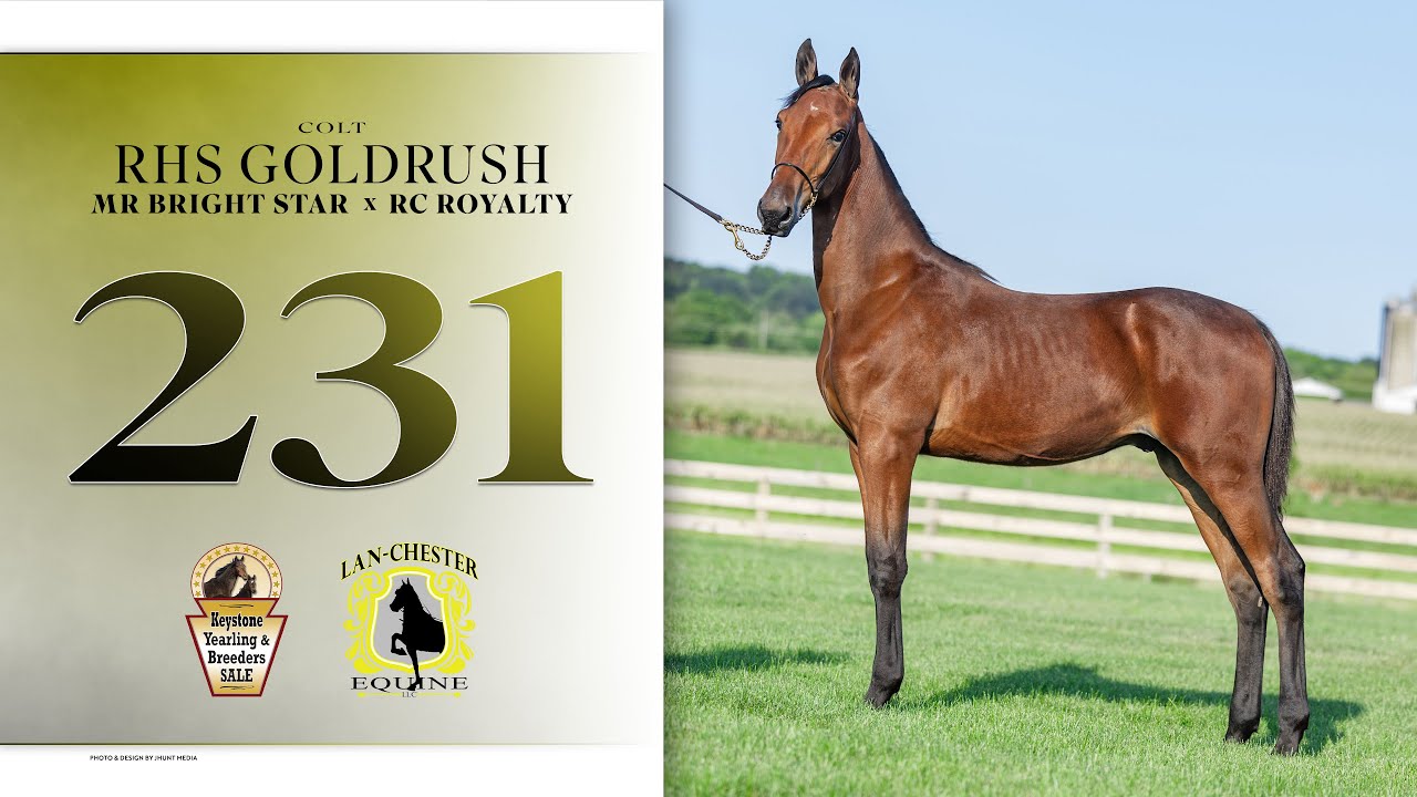 Mr Bright Star colt - 2024 Keystone Yearling & Breeders Sale Lot 231 ...