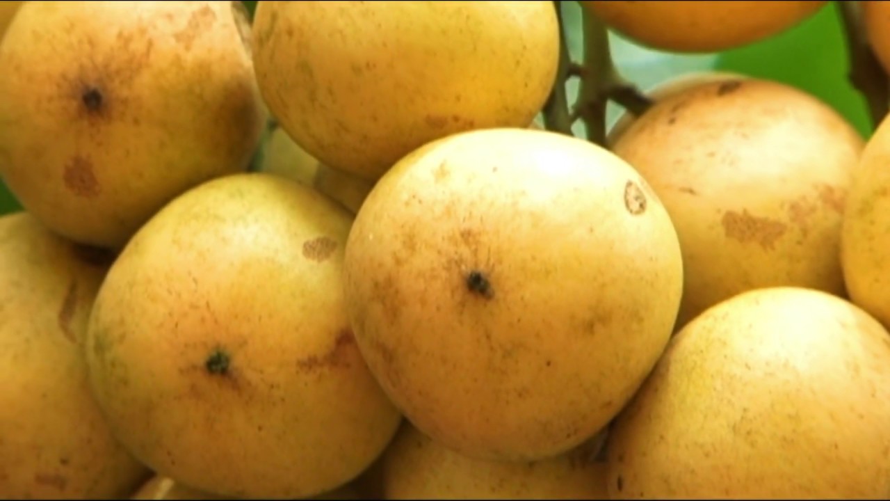 বাংলাদেশের লটকন বাগান|Lotkon Tree|Lotkon Fruits|Big Garden at Narsindi ...