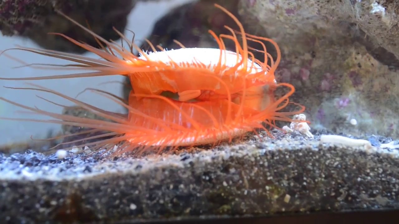 Disco Clam's Electric Lips - YouTube