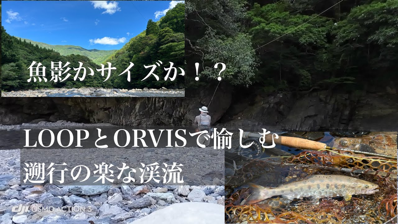 魚影かサイズか！？ LOOPとORVISで愉しむ遡行の楽な渓流 - YouTube