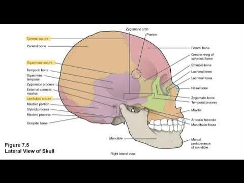 BIO 168 Module 6 - Sutures of the Skull - YouTube