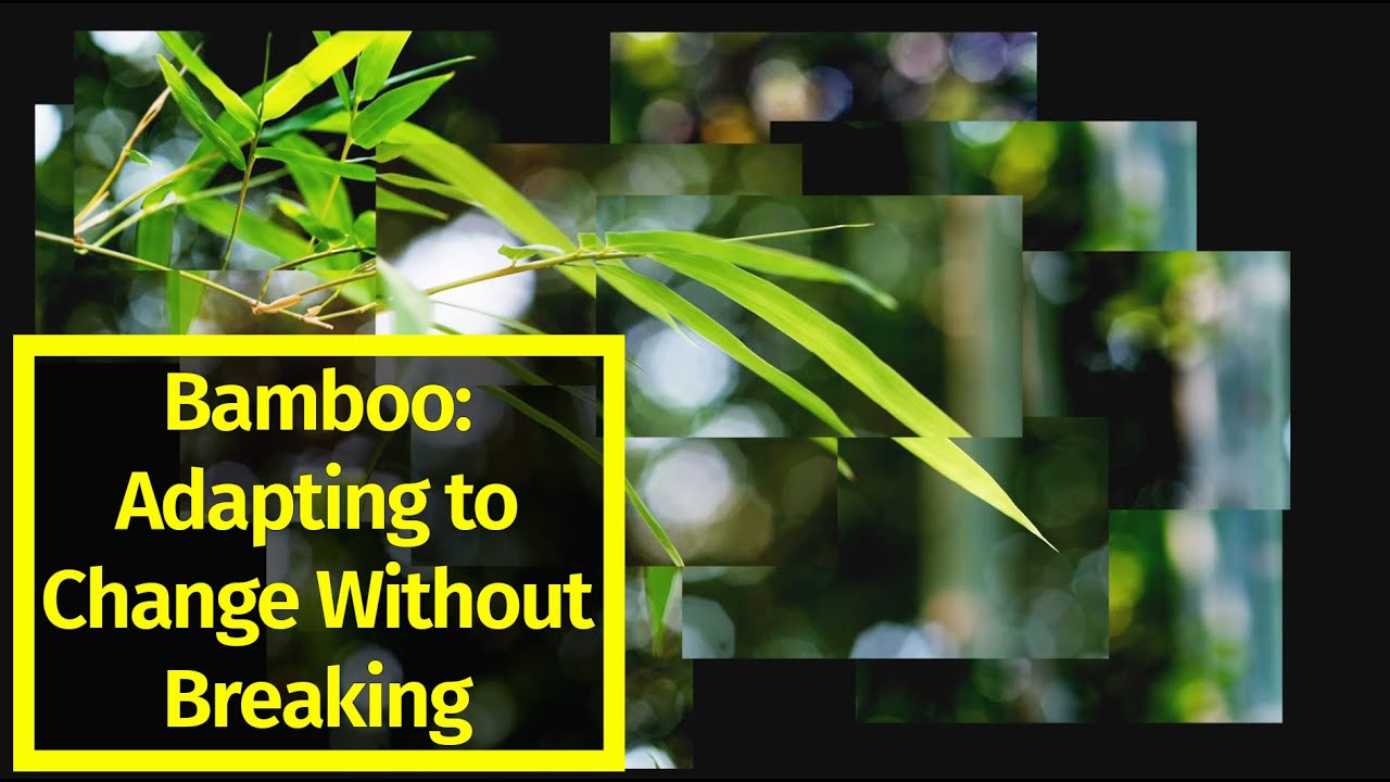 Valuable Life Lesson to Learn from Bamboo - YouTube