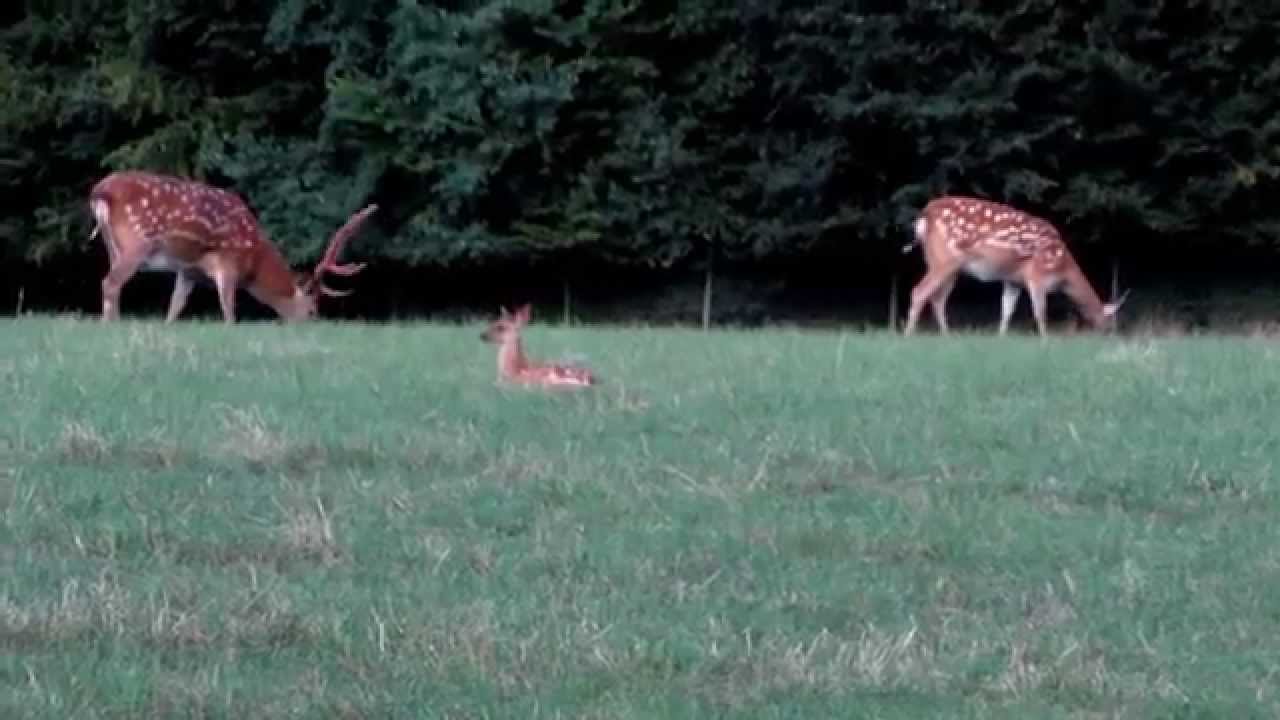 Surfing Llama (Rock) von Bird Creek - YouTube