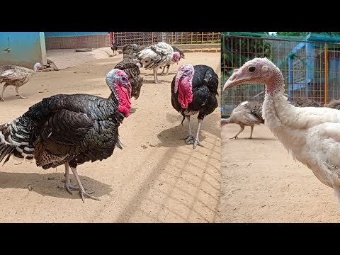 Turkey Chicken | Turkey Chicken Sound | Turkey Chicken Sound Funny