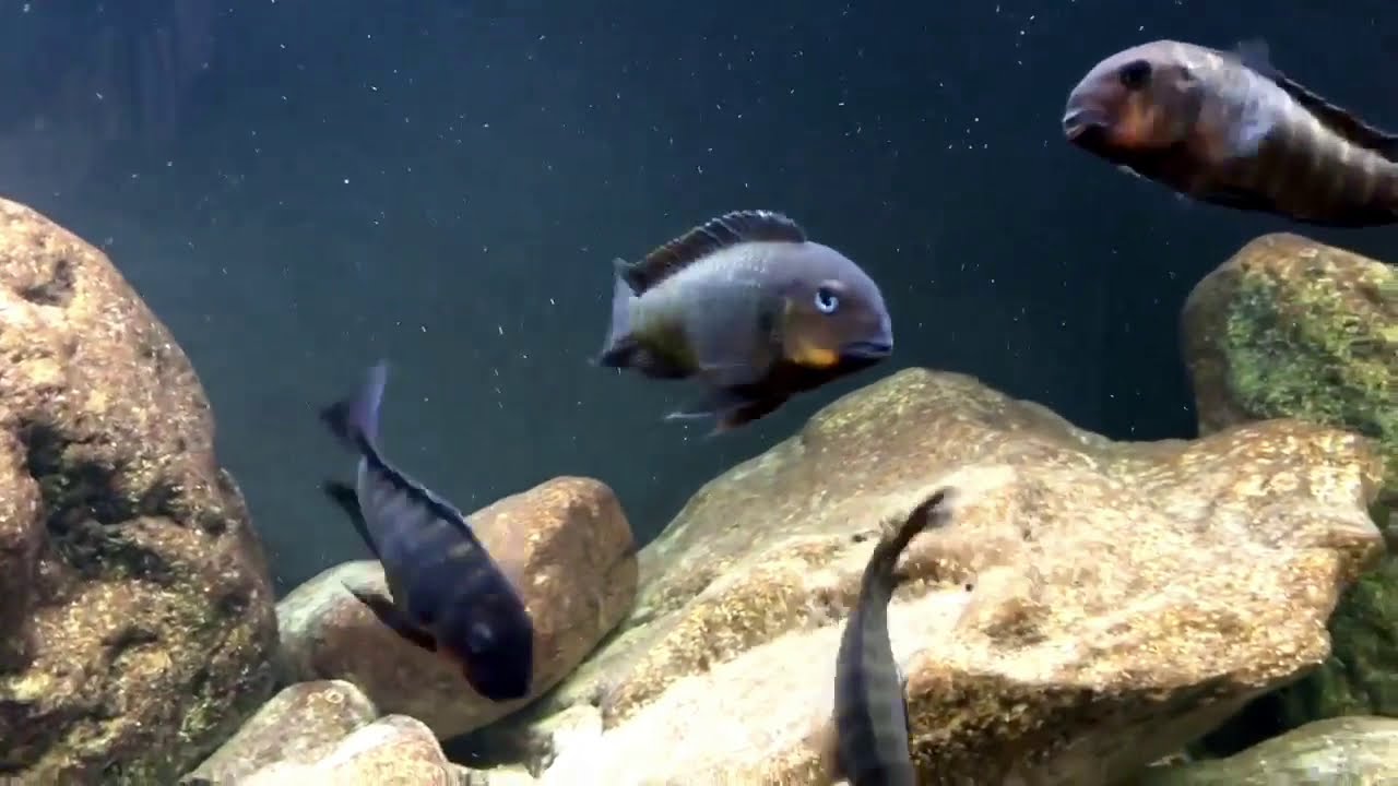 tropheus mpimbwe red cheek & eretmodus marksmithi mpimbwe - YouTube