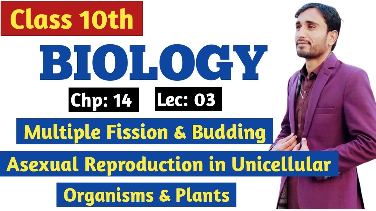 Multiple fission || Budding || Asexual Reproduction in Unicellular ...