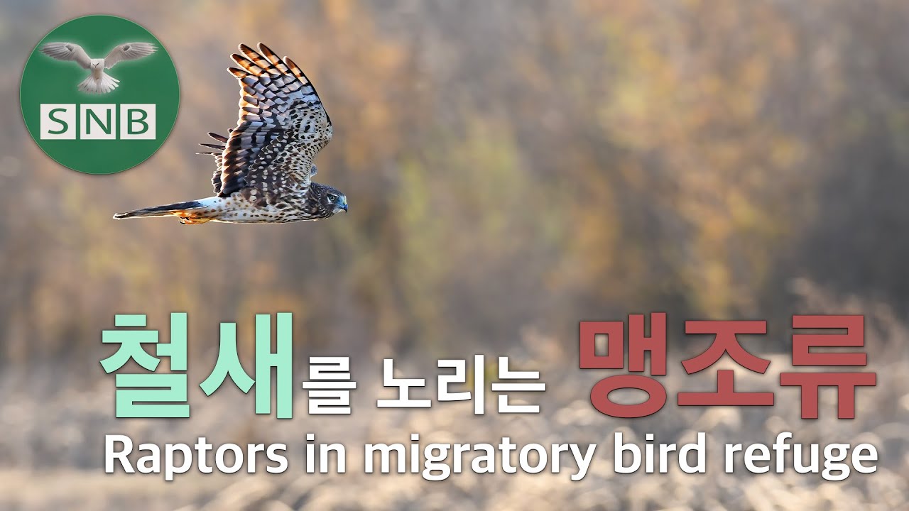 철새를 노리는 맹조류 (Raptors in migratory bird refuge) @SNB - YouTube