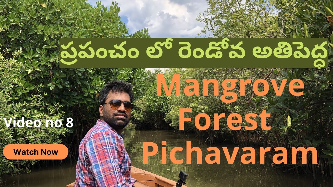 Pichavaram Mangrove Forest || Pichavaram Boating || Pondicherry ...