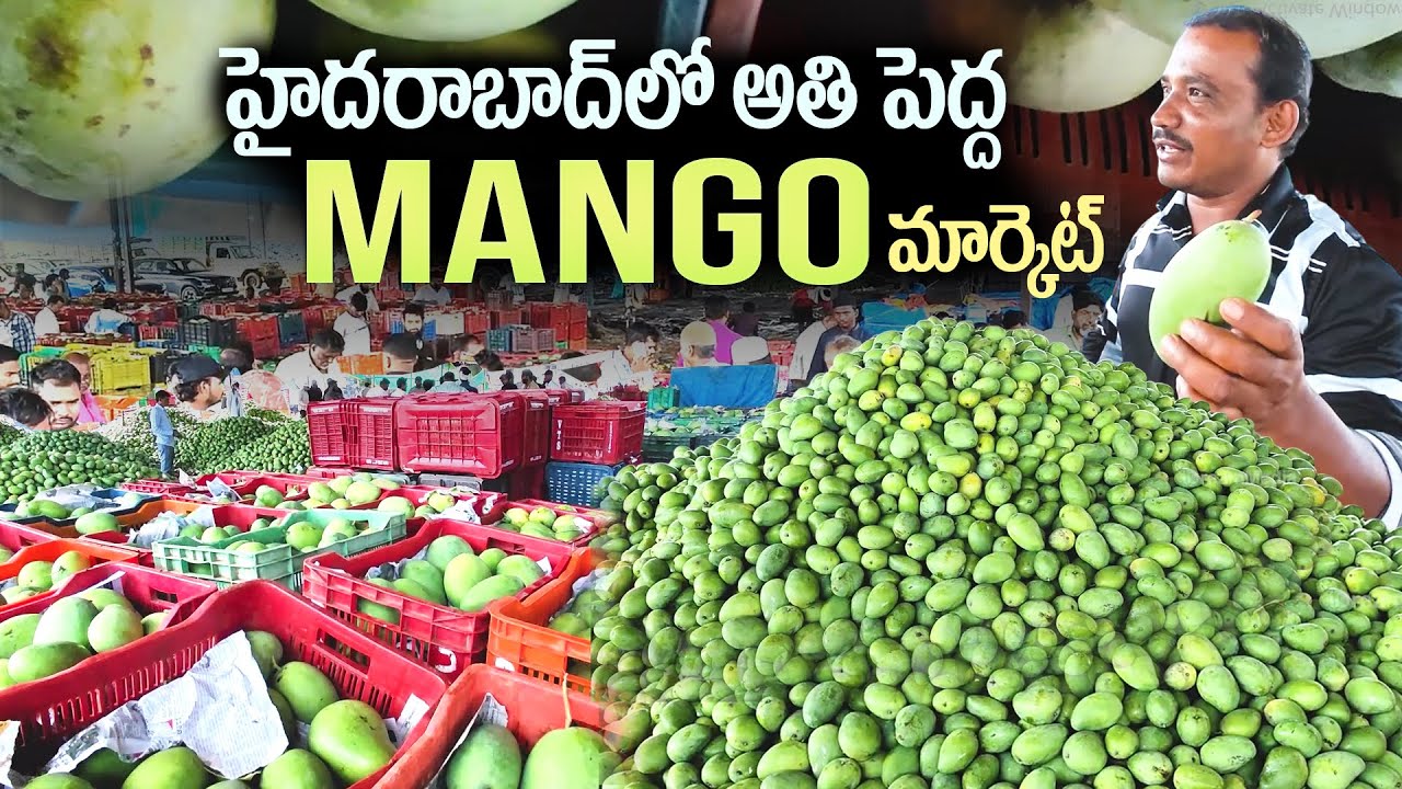 Hyderabad Biggest Mango Market | Wholesale Fruits | Mango Season ...