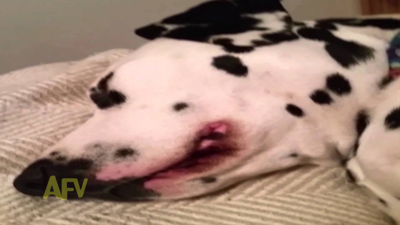 Dalmatian Has a Silly Snore - YouTube