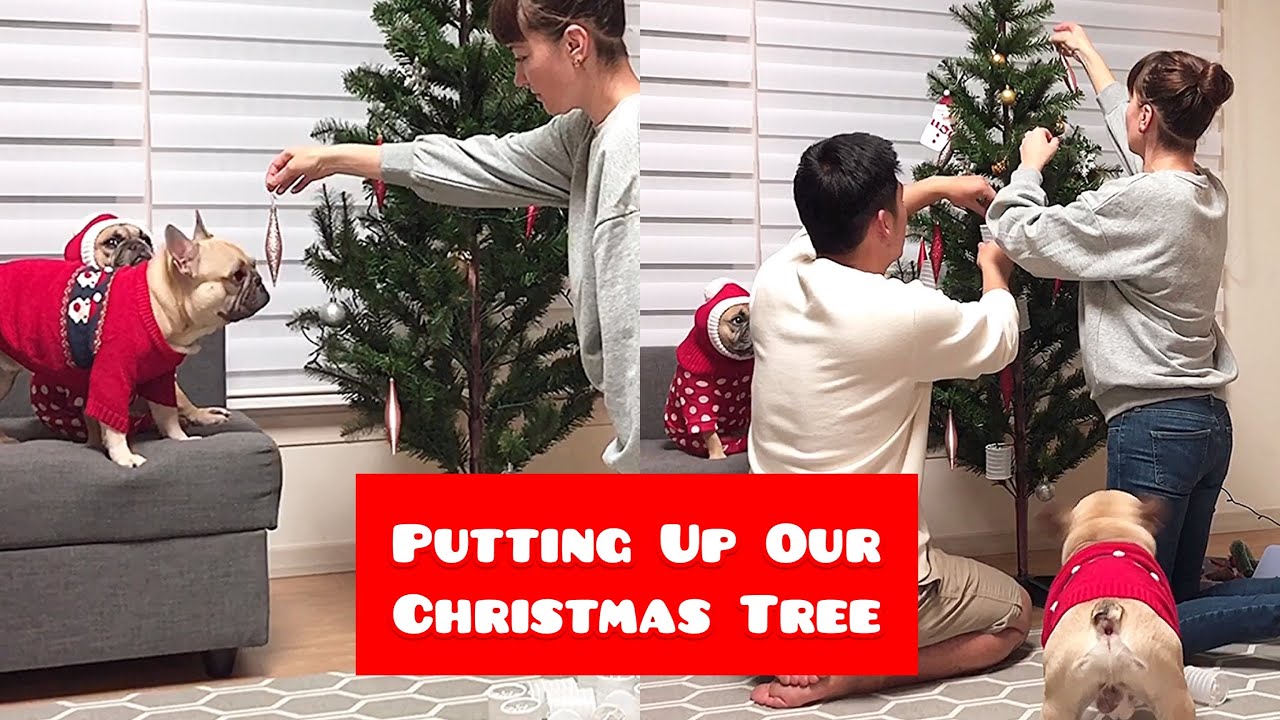 FUNNY | PUTTING UP A CHRISTMAS TREE WITH TWO DOGS - YouTube