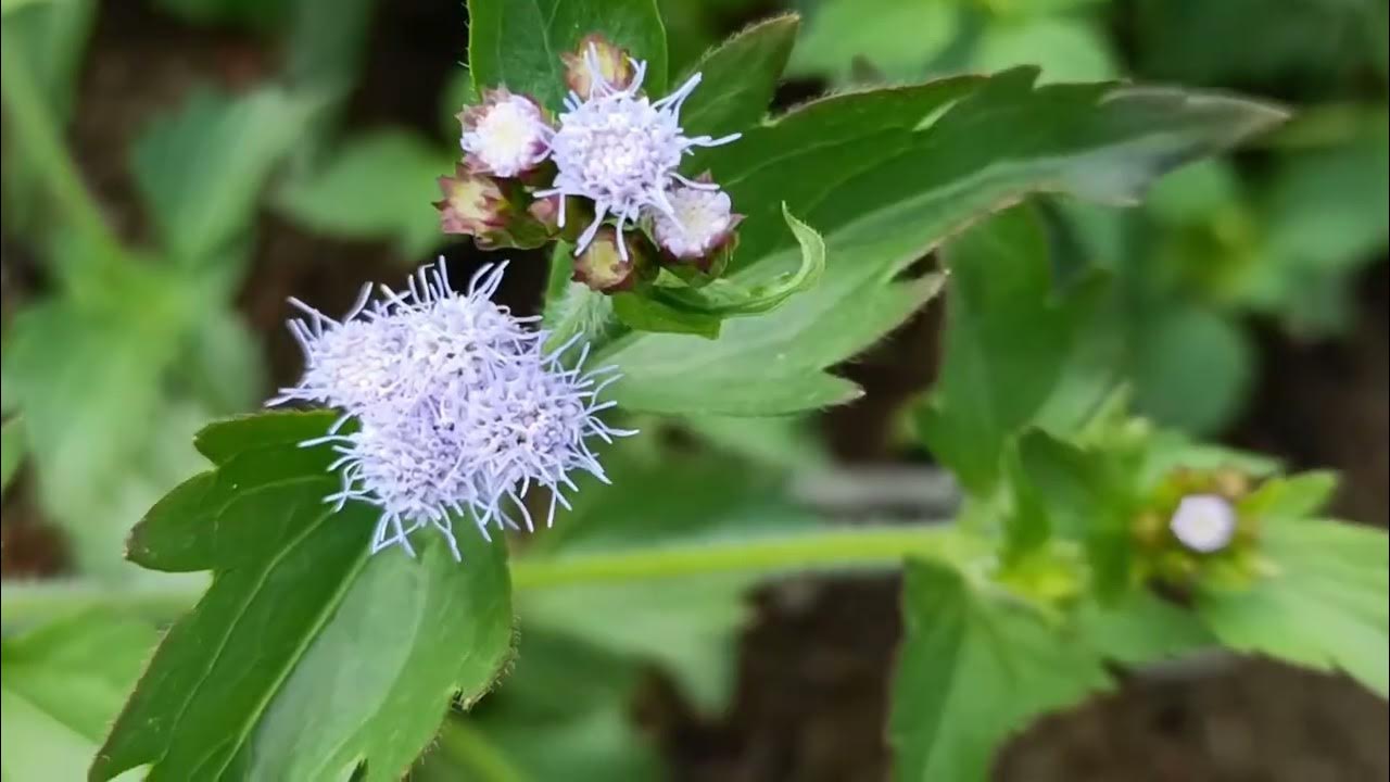 hnub no wb mus saib teb ntoo nroj tuag zoo heev 2024 - YouTube