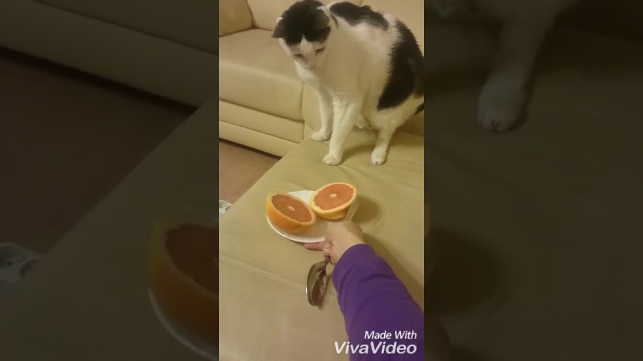 Scary grapefruit cat - YouTube