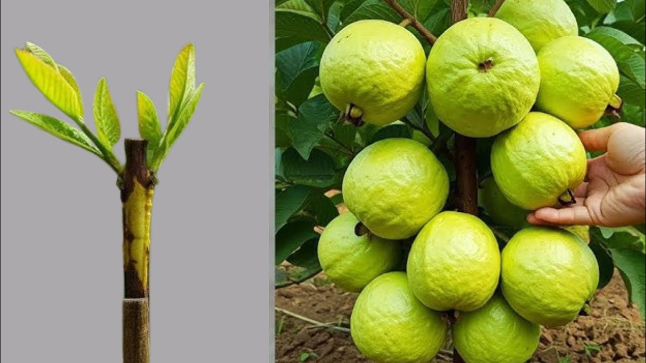 Fruit Tree Grafting Techniques for Beginners - YouTube