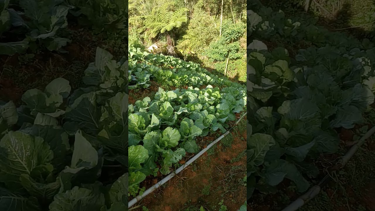 Tanaman kubis manis&picai jepun - YouTube