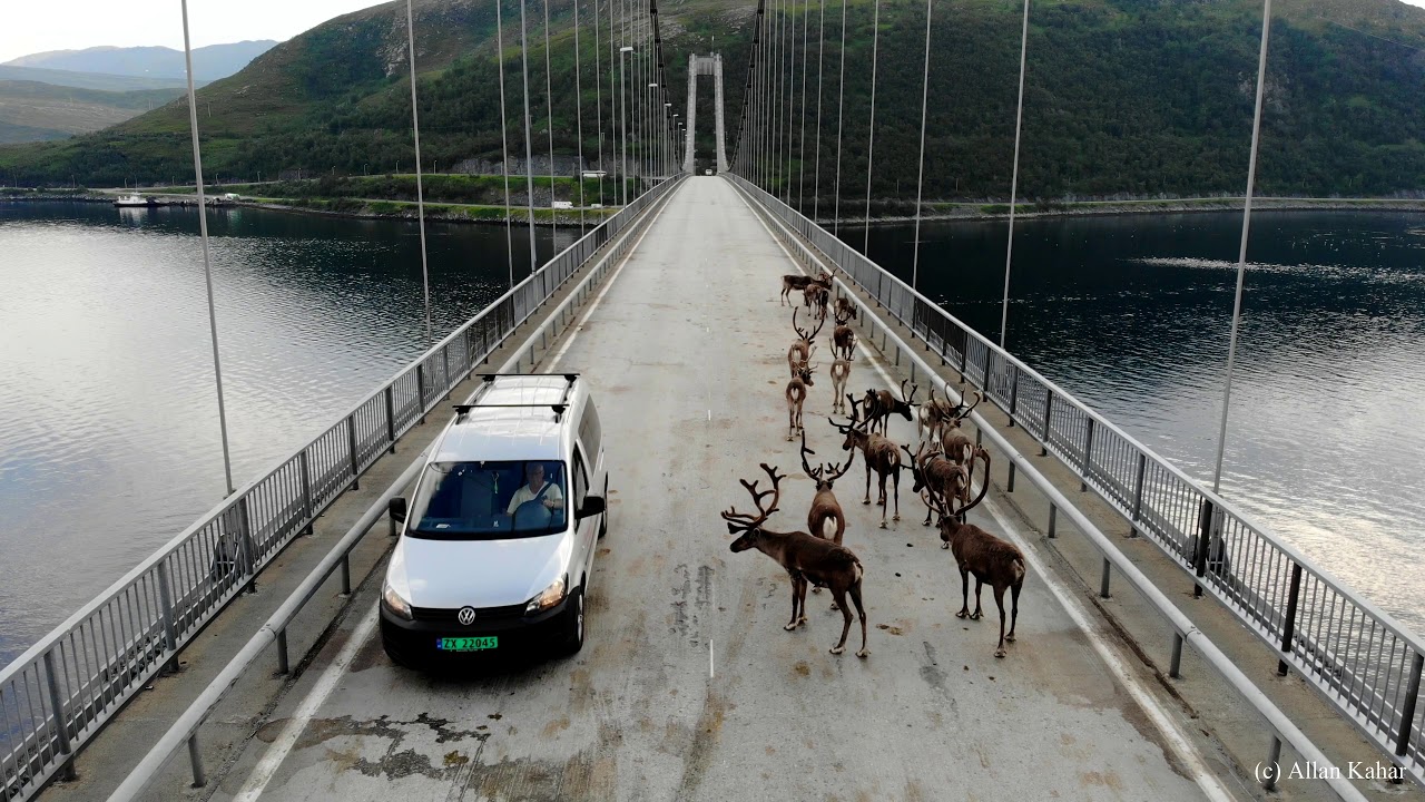 Reindeers on Kvalsund bridge, 30.07.2018 [4K] - YouTube