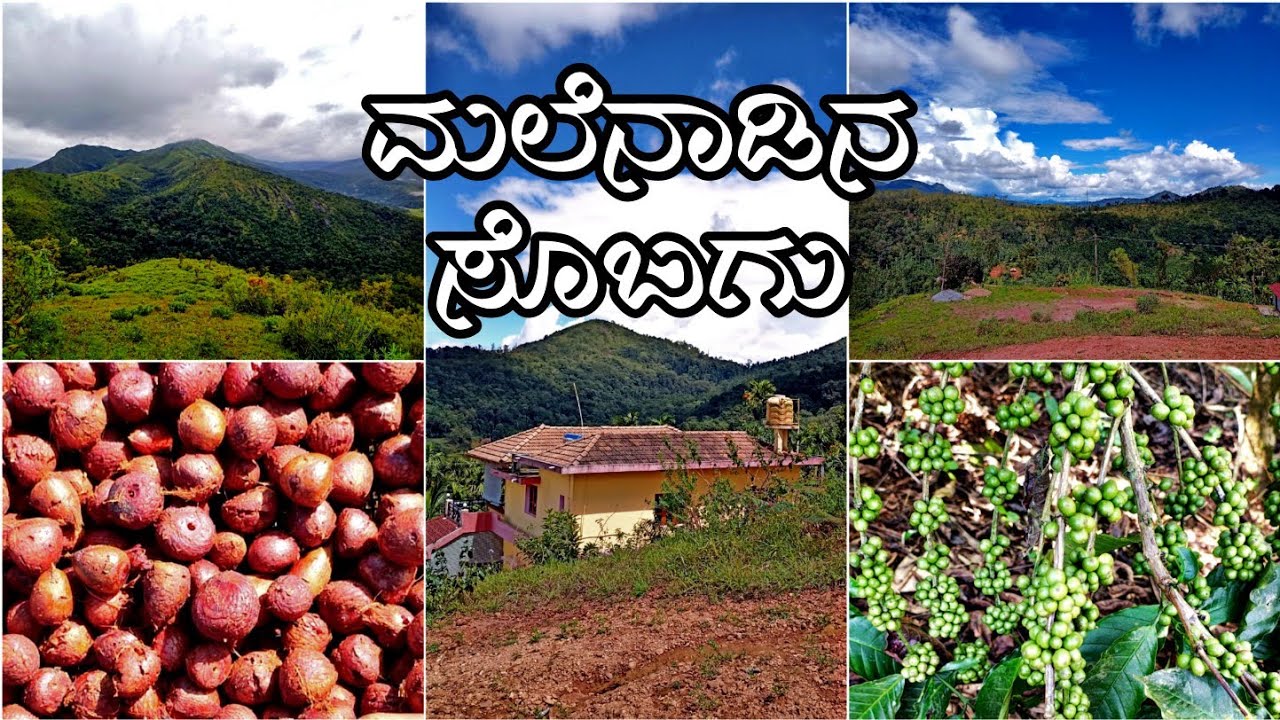 Malnad Harvest Tales: Coffee and Arecanut Journey #plantation# ...