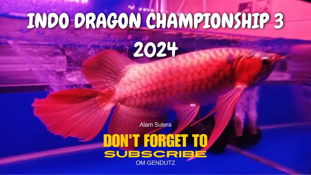 Indo Dragon Championship 3 Kontes Ikan Arwana 2024 Mall Alam Sutera ...