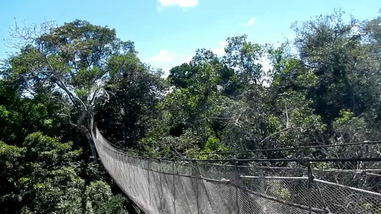 Peru: Rainforest canopy bridge - YouTube