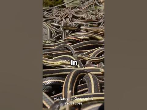 Where do snakes go in the winter? ️ #snake - YouTube