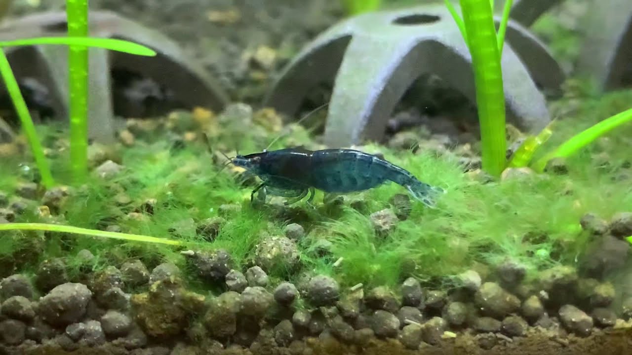 Blue cherry shrimp hard at work - YouTube