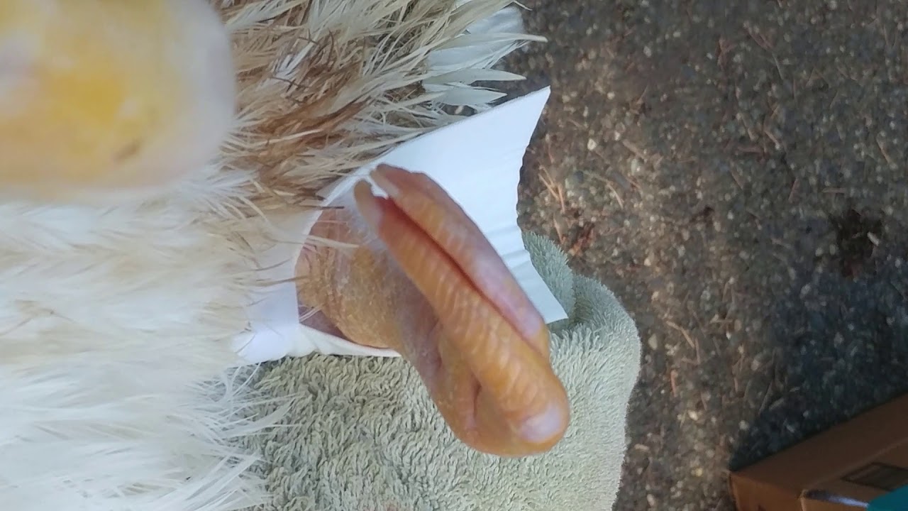 PeeWee the Pekin. Double slip tendon duck making protected boots Part 1 ...