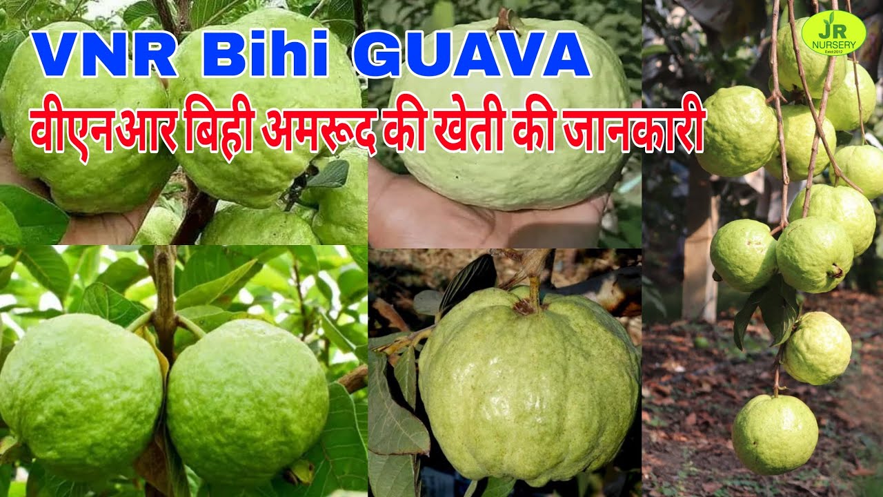 Vnr Bihi Guava Farming Successful || वीएनआर अमरूद की खेती की जानकारी ...