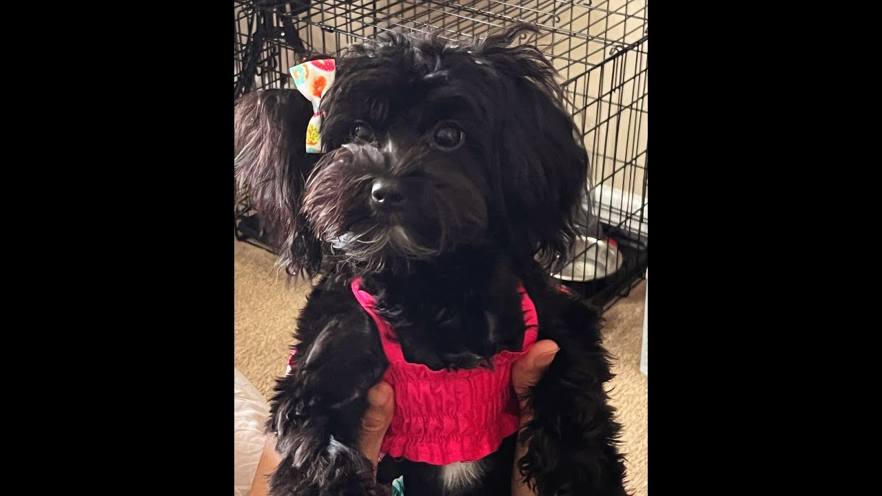 Cute Yorkie Poo Dog Photo Slide - YouTube