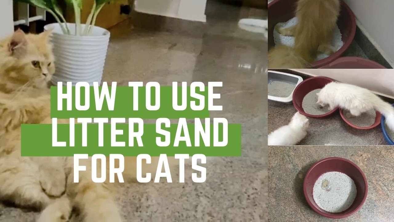 HOW TO USE LITTER SAND FOR CATS | ZAINSONUZVLOG | ZAAYA |PERSIAN CATS ...
