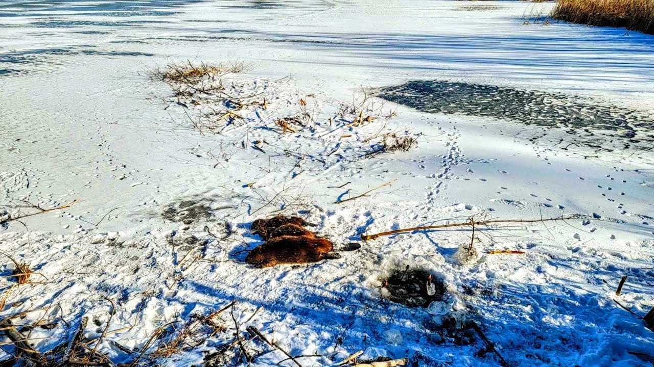 Beaver Trapping with H Stands (Numerous Catches) - YouTube