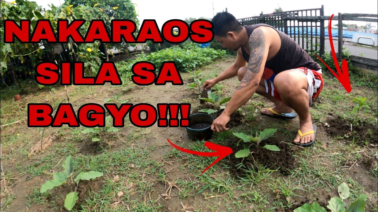 Pag aabono sa ating mga tanim na kamatis talong at sili | at pag ...