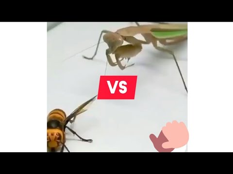 Fighting insect Dragonfly Vs Wasp of Asia - YouTube
