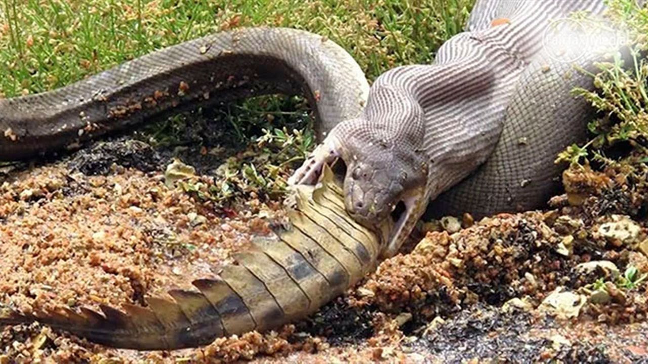 National Geographic Vengeance Of Giant Python Found In Florida national-geographic-vengeance-of-giant-python-found-in-florida
