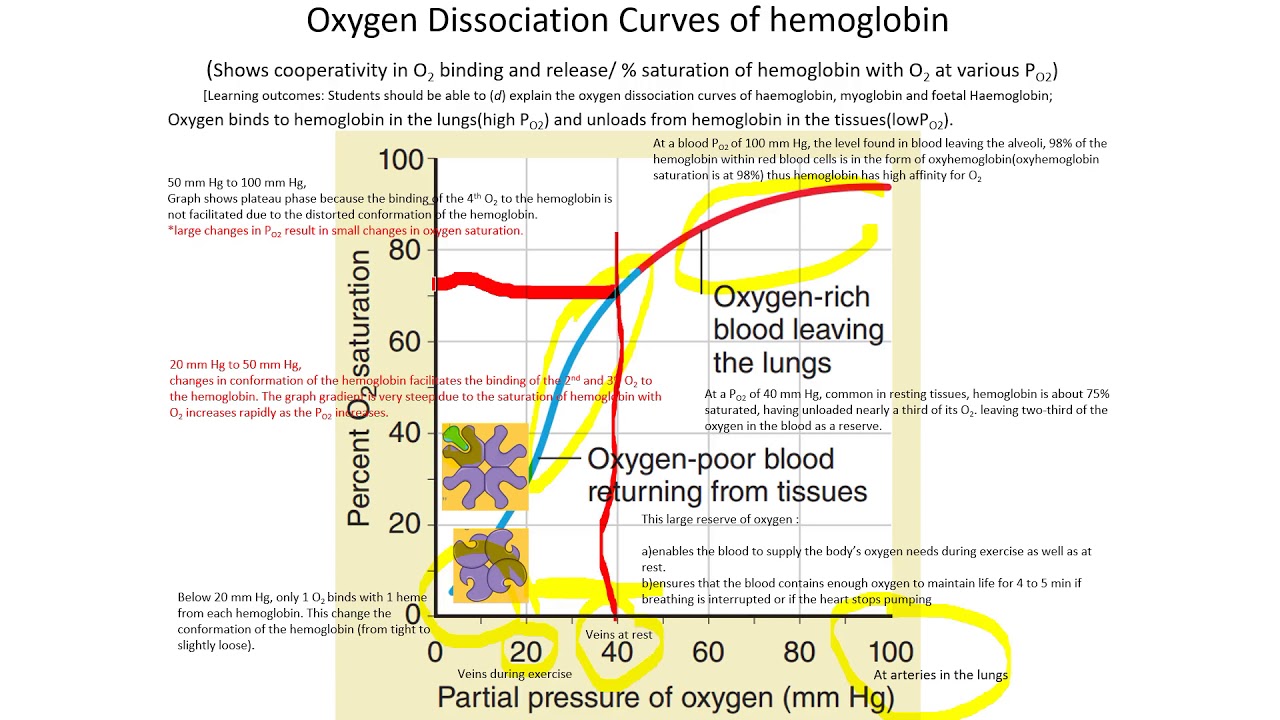 Oxygen dissociation curve of hemoglobin/myoglobin - YouTube