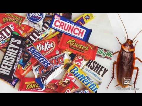 Are you Eating Cockroaches or Chocolates #ChocklatesIsNotSafe # ...